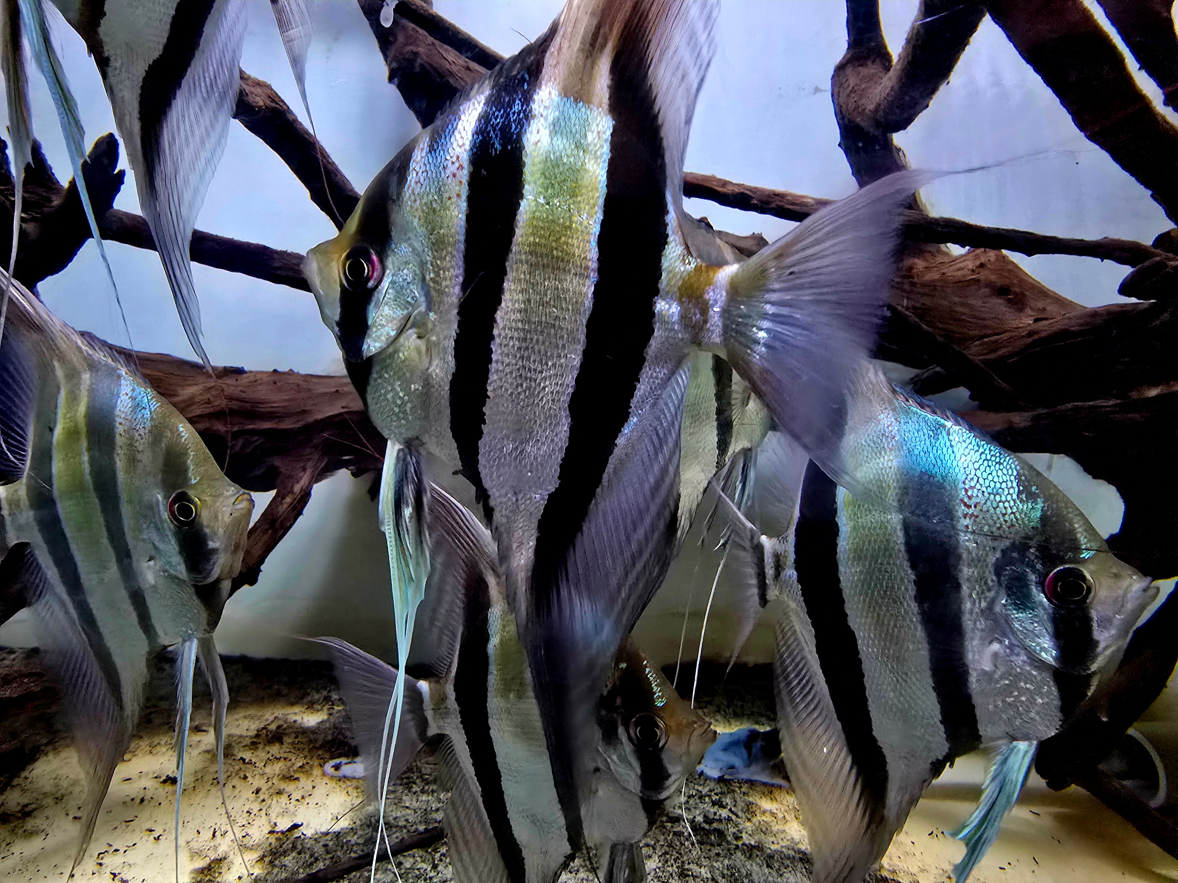 Shoreline Aquatics Altum Angelfish