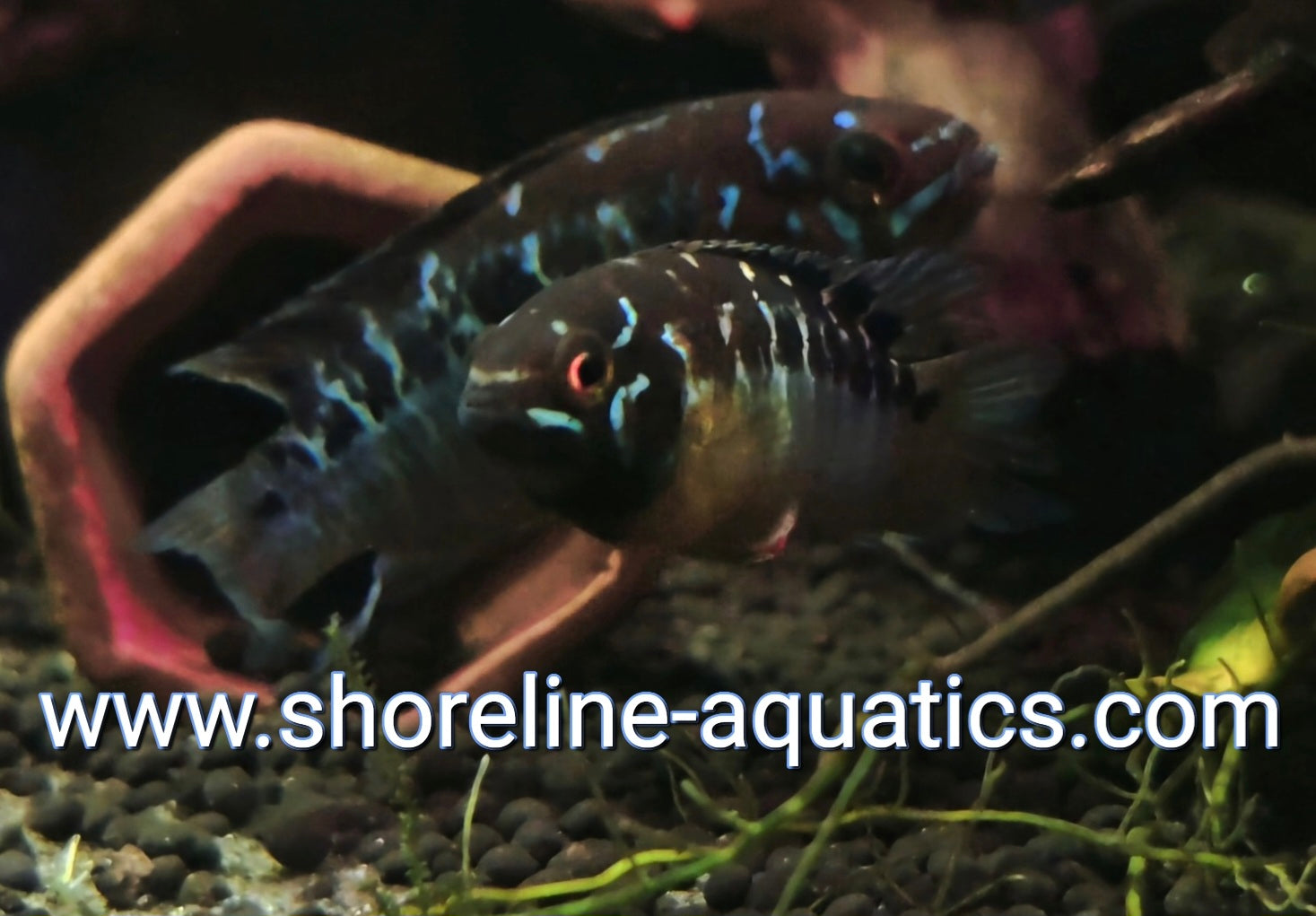 Ivanacara bimaculata – Shoreline Aquatics